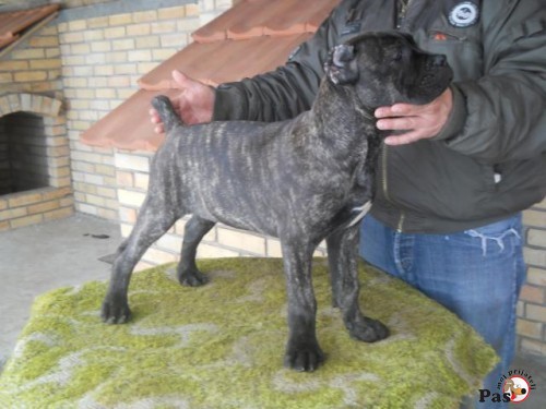 Cane Corso