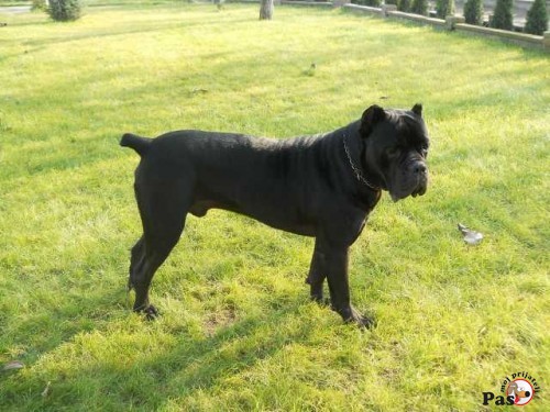 Cane Corso