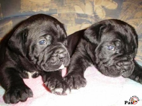 Cane Corso