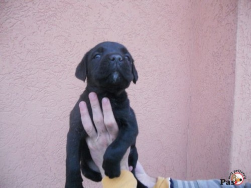 Cane Corso