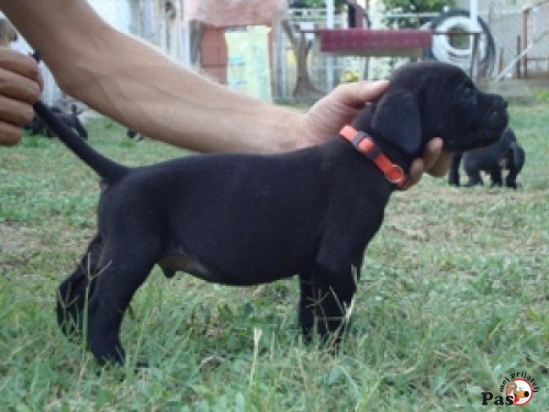 CANE CORSO