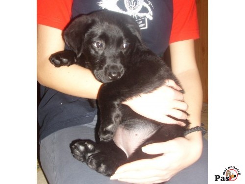 Labrador retriver