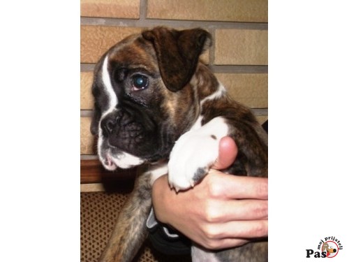 BOXER