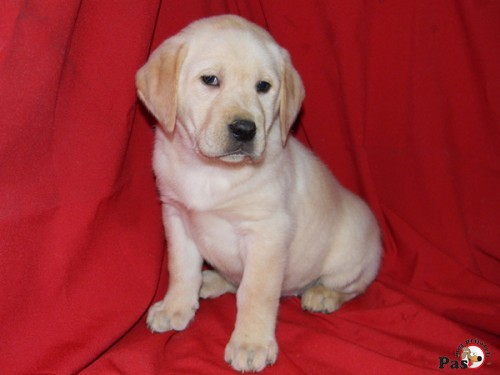 LABRADOR RETRIVER