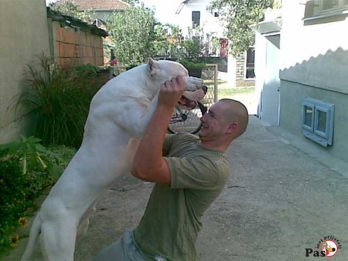 Dogo argentino