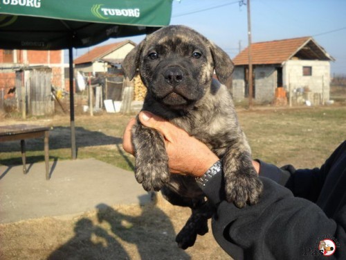 Presa de canario