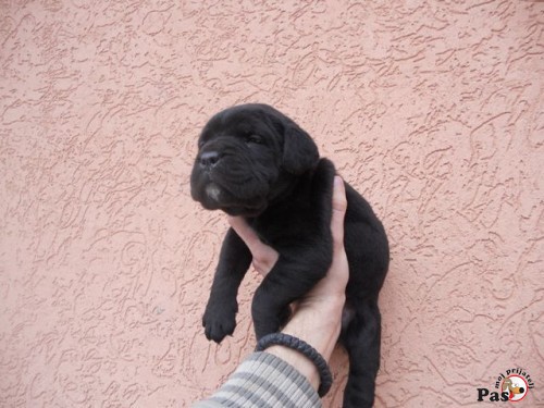 Cane Corso