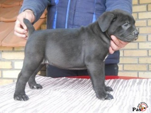 Cane Corso