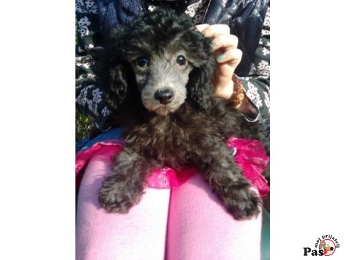 PUDLE