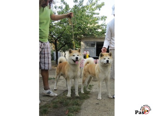 Akita Inu