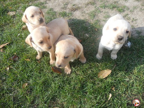 Labrador retriver