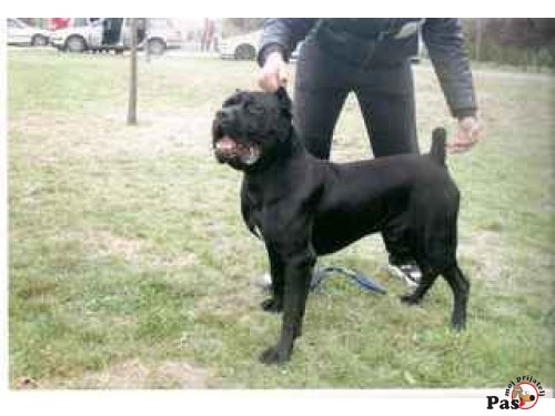 Cane Corso