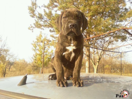 Cane Corso