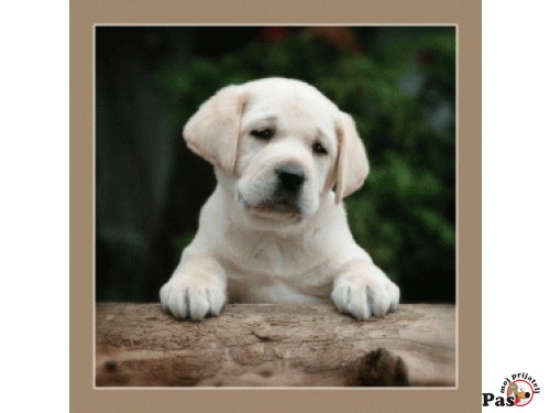 LABRADOR RETRIVER