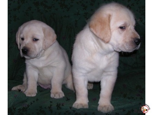 LABRADOR RETRIVER