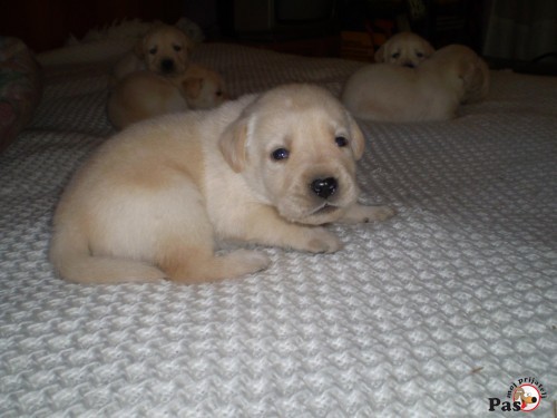 LABRADOR RETRIVER