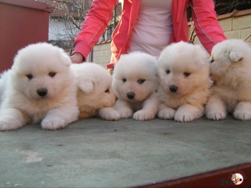 Samojed