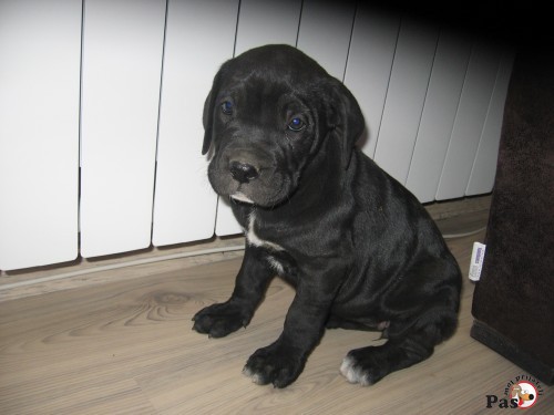 Cane Corso