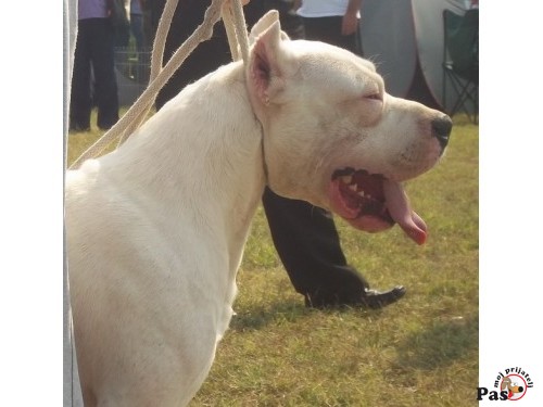 Dogo argentino