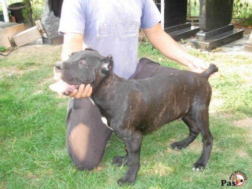 Cane Corso