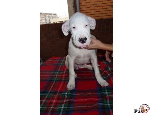 Dogo argentino