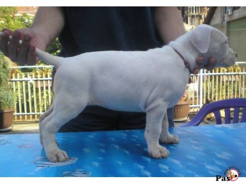 Dogo argentino