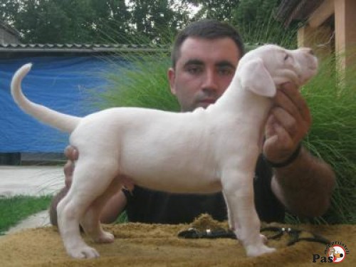 Dogo argentino