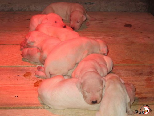 Dogo argentino