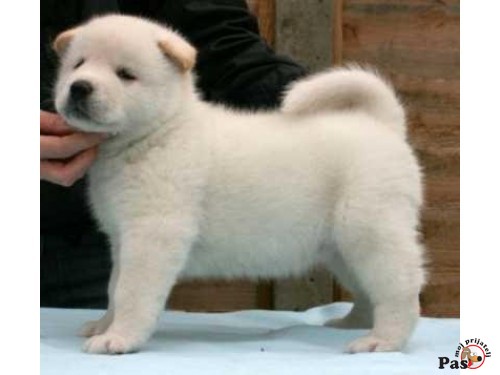 Akita Inu