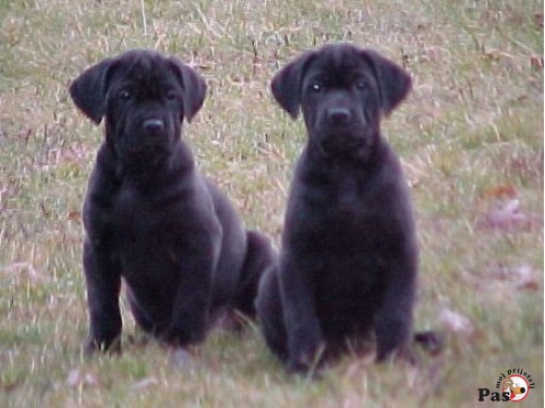 Cane Corso