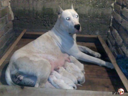 Dogo argentino