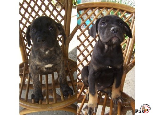 Cane Corso