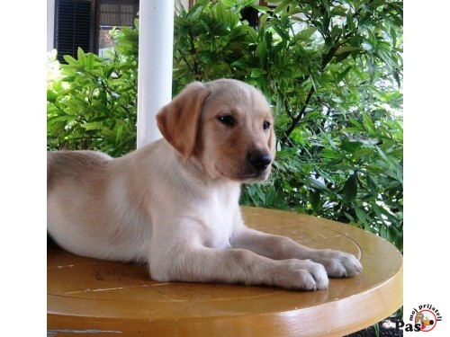 LABRADOR RETRIVER