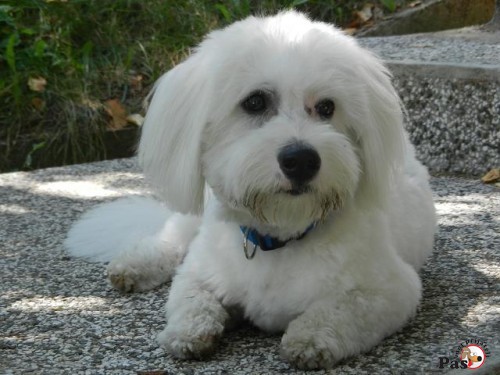 Coton de tulear - Tulearski pas