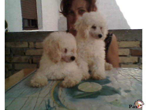 PUDLE