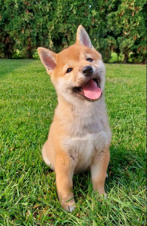 Shiba Inu štenci