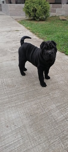 Shar pei – šar pej, POVOLjNO!