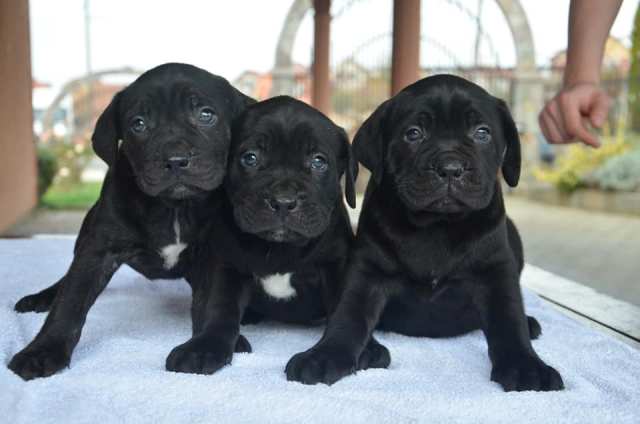 Cane Corso štenci