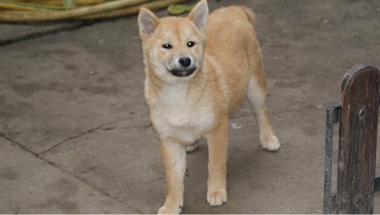 Shiba inu štenci