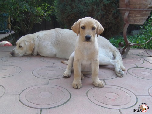 LABRADOR RETRIVER