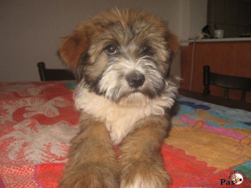 Tibetanski terijer