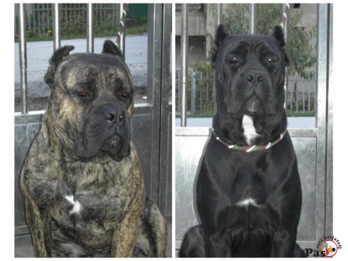 Cane Corso