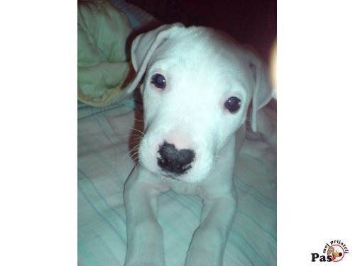 Dogo argentino