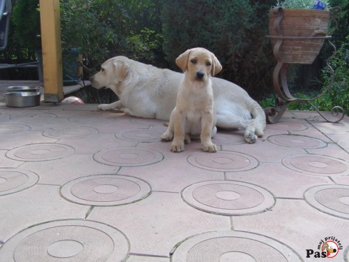 Labrador retriver