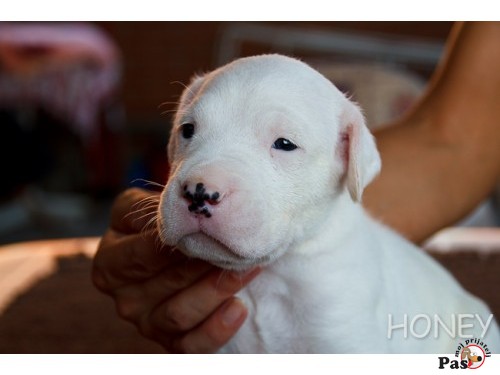 DOGO ARGENTINO