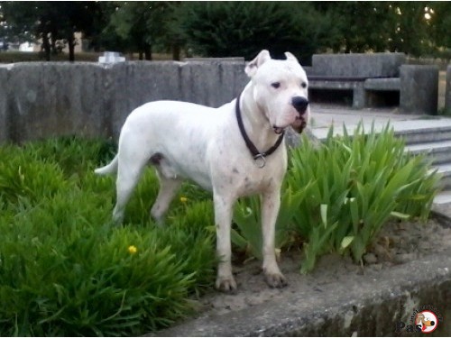 Dogo argentino