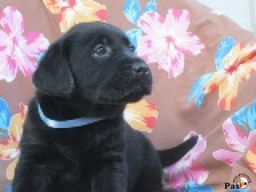 Labrador retriver