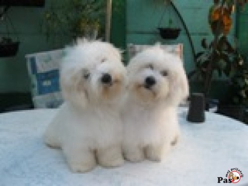 Coton de tulear - Tulearski pas