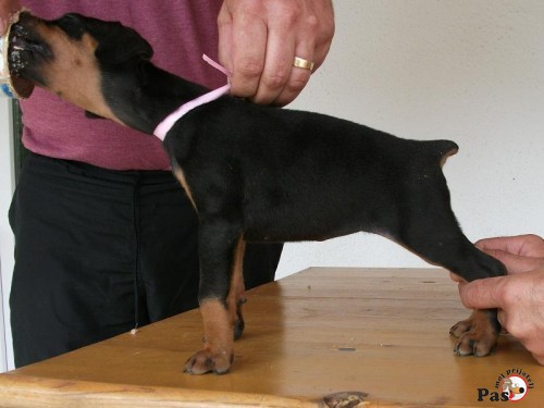 Doberman