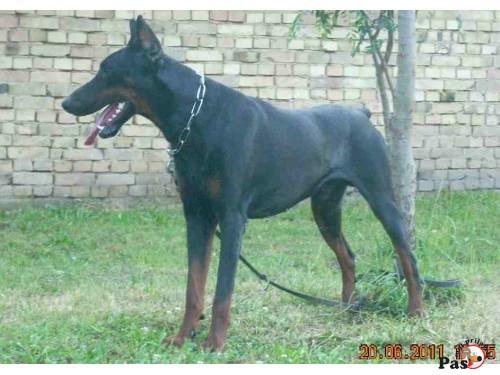 DOBERMAN